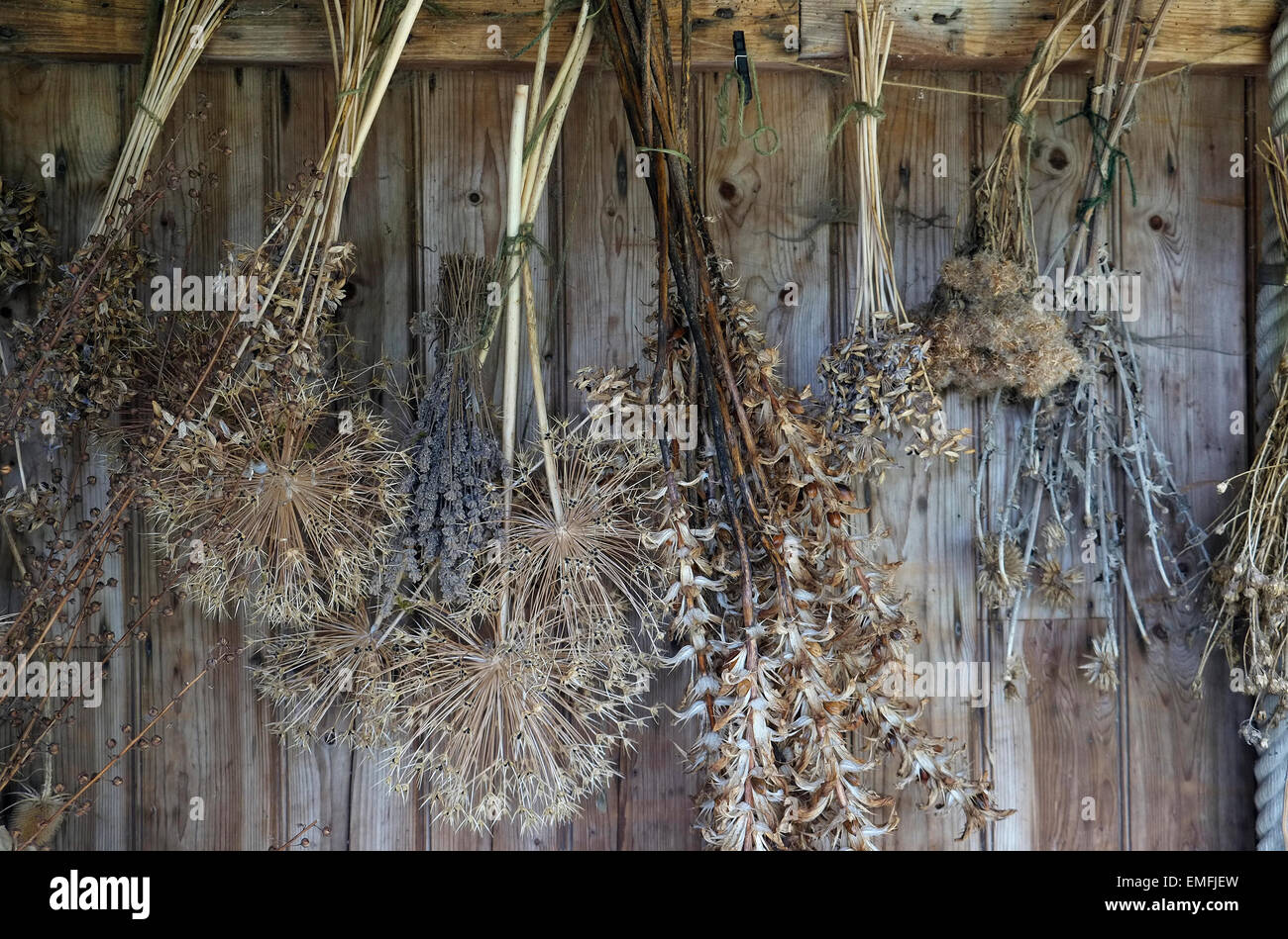 dried plants hanging from weathered timber shed Stock Photo - Alamy