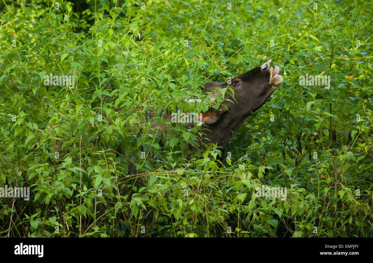 Angry bull india hi-res stock photography and images - Alamy