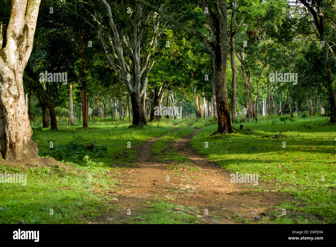forest path in spring Stock Photo - Alamy