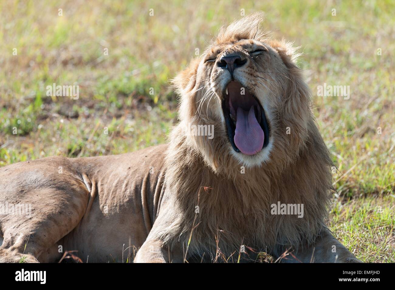 lion in the savanna of Africa Stock Photo - Alamy