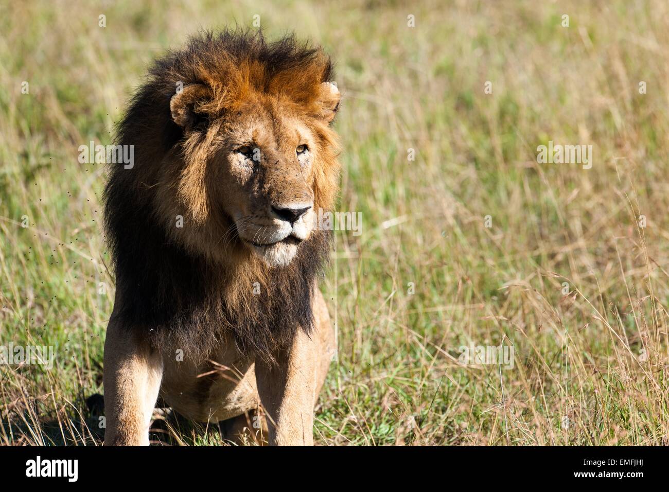 lion in the savanna of Africa Stock Photo - Alamy