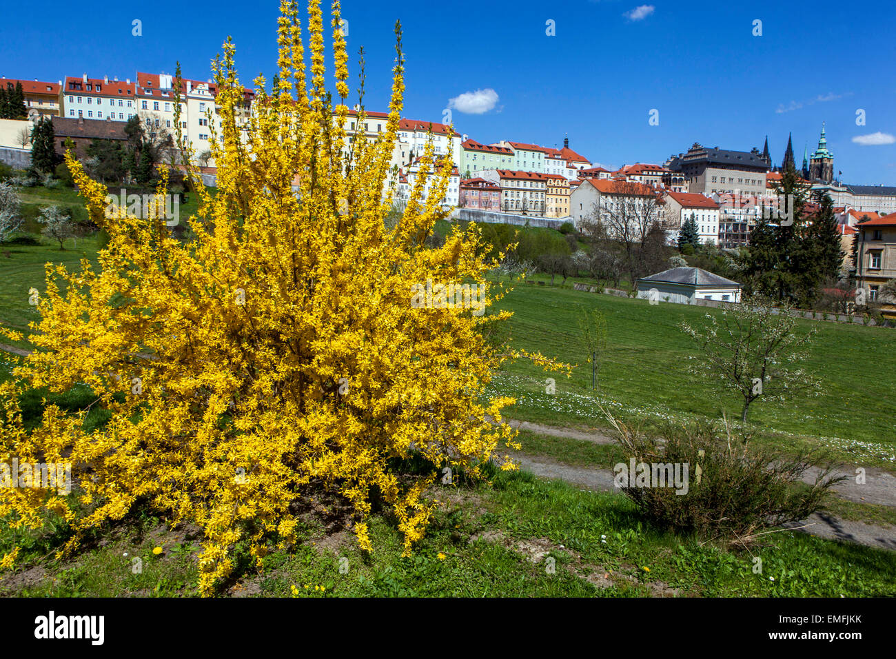 Prague Castle View, Prague spring Prague, Czech Republic Forsythia ...