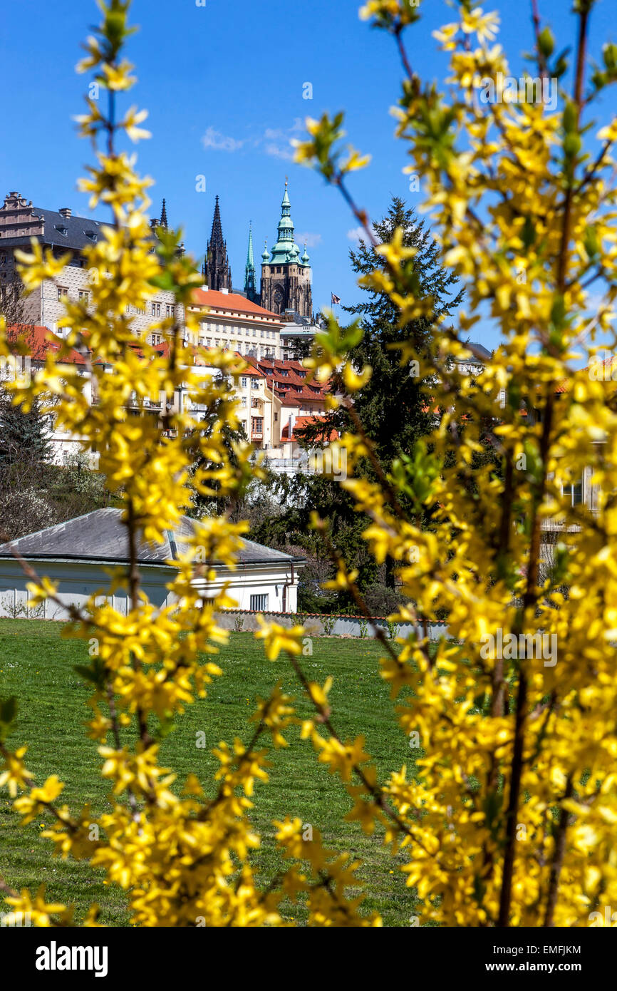 Forsythia with Prague Castle view in early spring flowers Czech ...