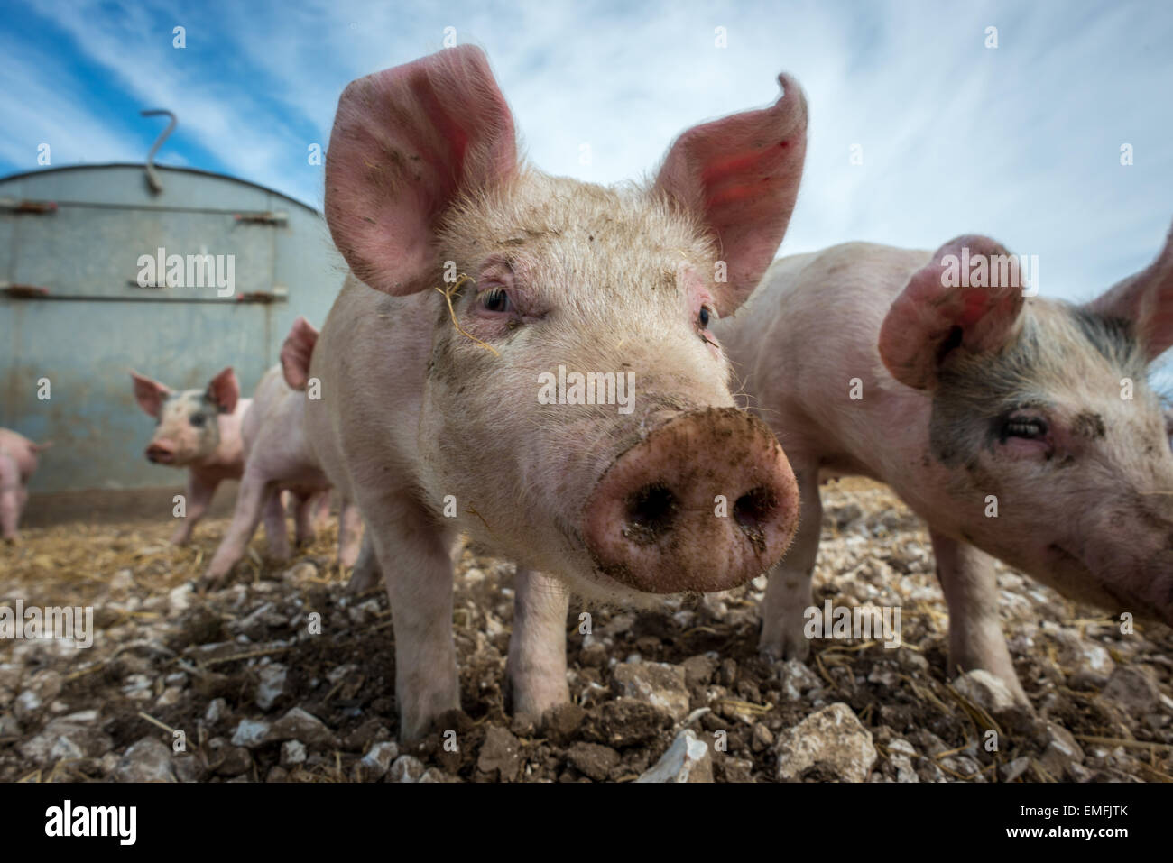 Pigs on a pig farm on the South Downs in southern England Stock Photo ...