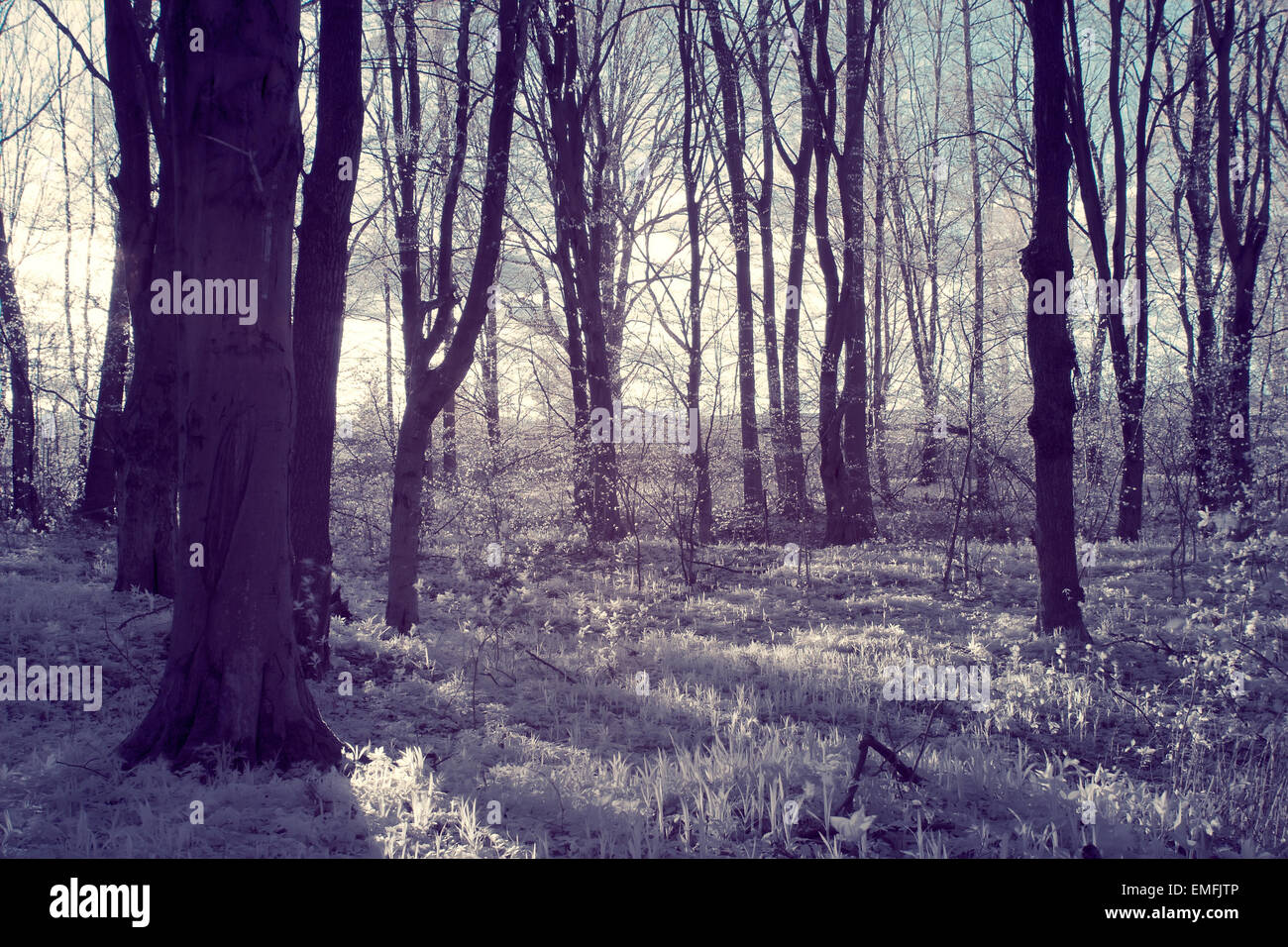Infrared photography hi-res stock photography and images - Alamy