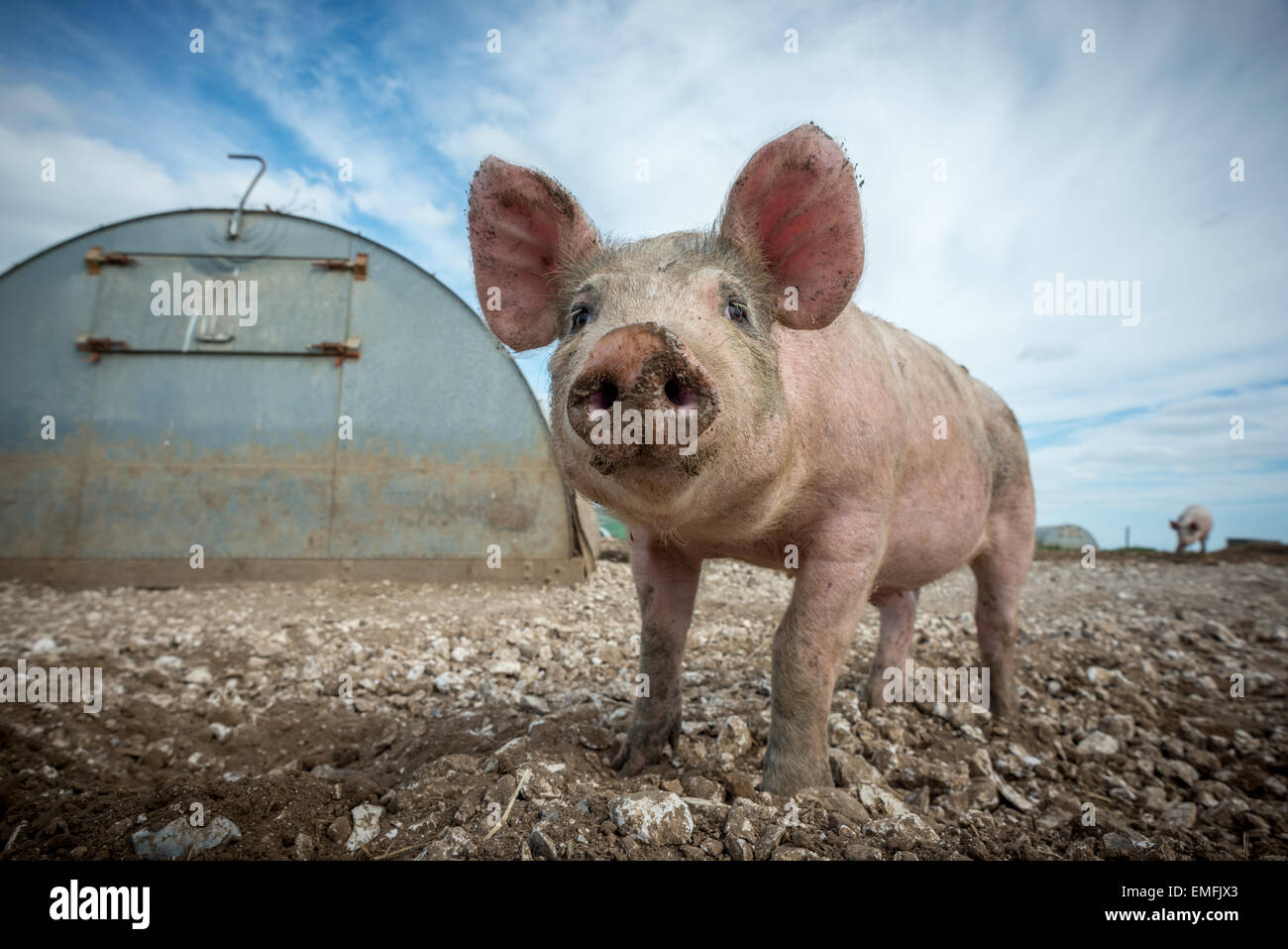 Pigs on a pig farm on the South Downs in southern England Stock Photo ...