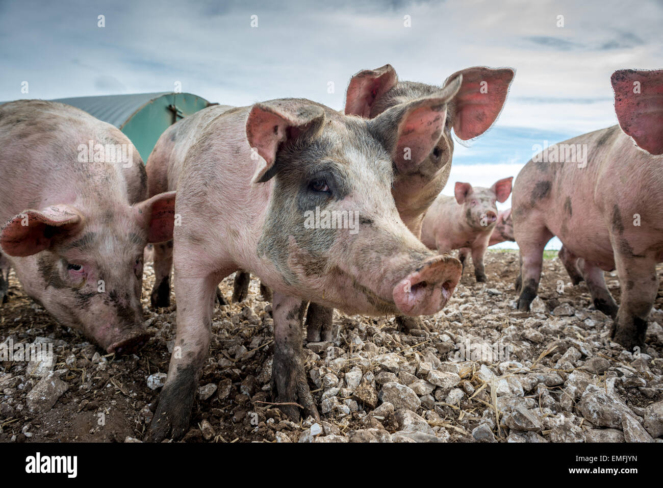 Pigs on a pig farm on the South Downs in southern England Stock Photo ...