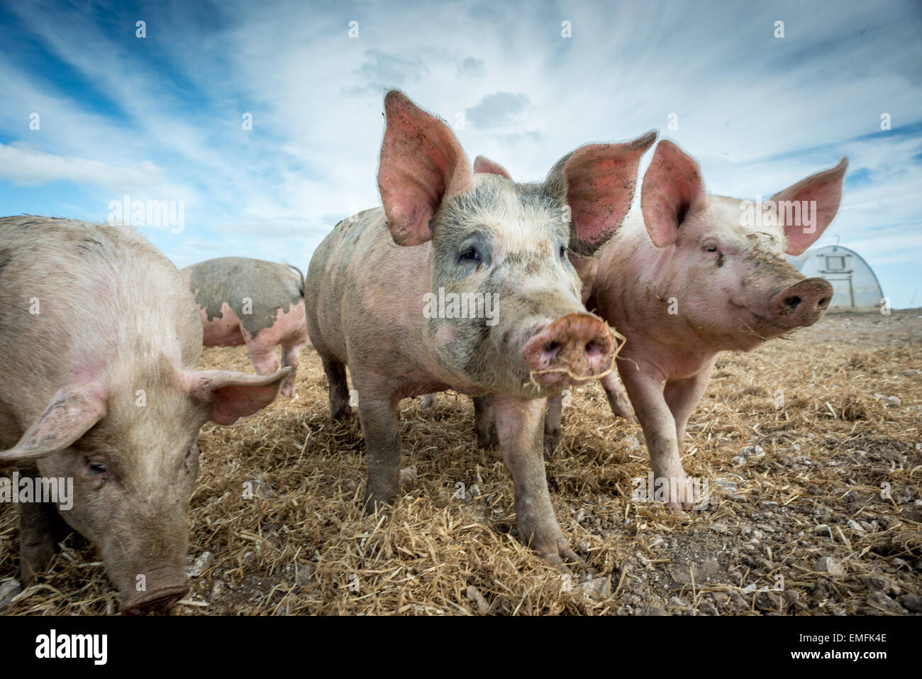 Pigs on a pig farm on the South Downs in southern England Stock Photo ...