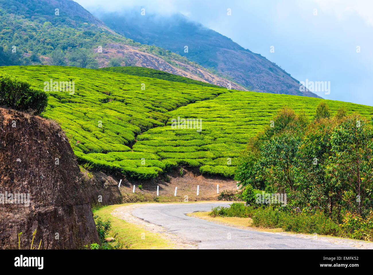 green tea plantations with road and clouds in the morning, Munnar ...