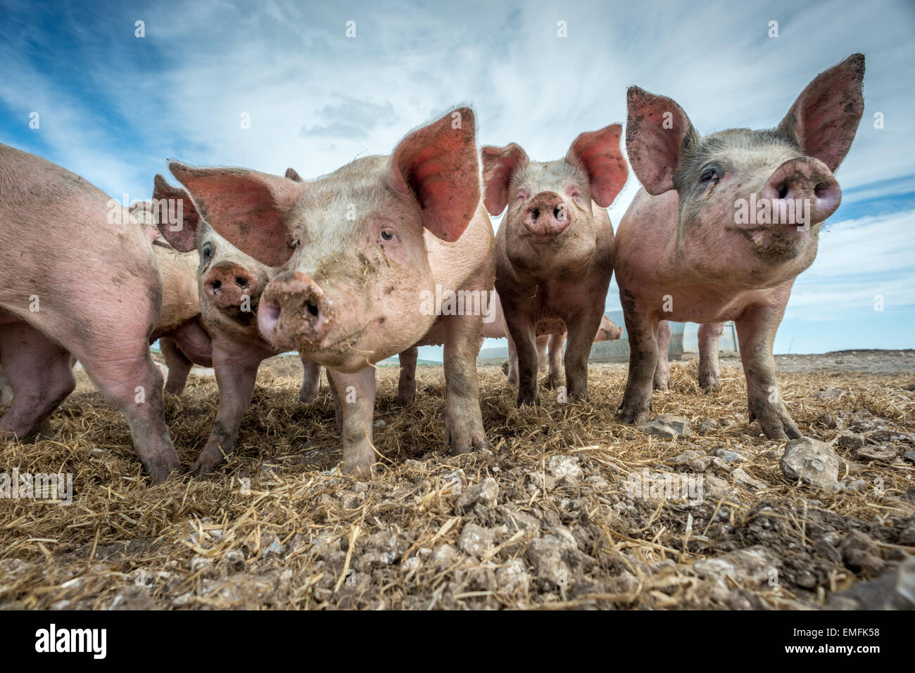 Pigs on a pig farm on the South Downs in southern England Stock Photo ...