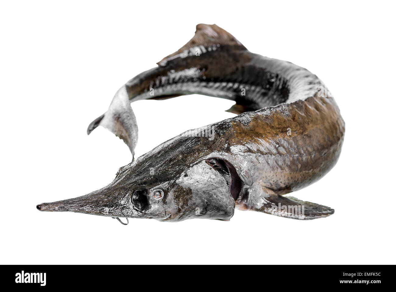 fresh raw sturgeon fish is isolated on white background, closeup Stock ...