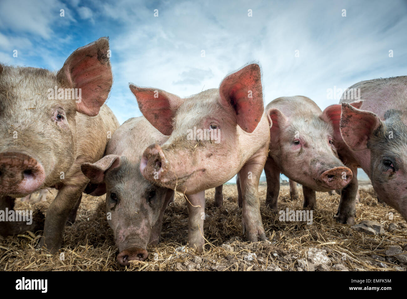 Pigs on a pig farm on the South Downs in southern England Stock Photo ...