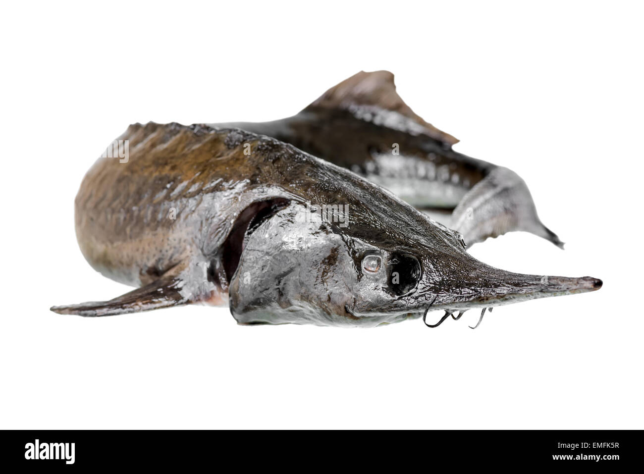 sturgeon fish is isolated on white background, closeup Stock Photo - Alamy