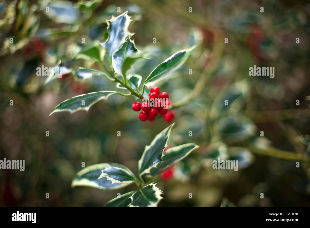 Close up of holly in the woods Stock Photo - Alamy