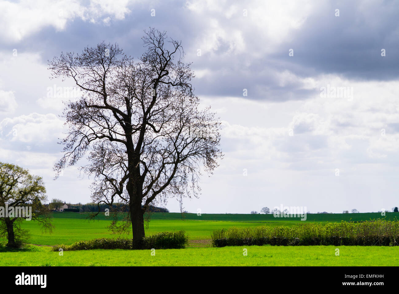 Yorkshire landscape - tree silhouette against dramatic cloudy sky Stock ...