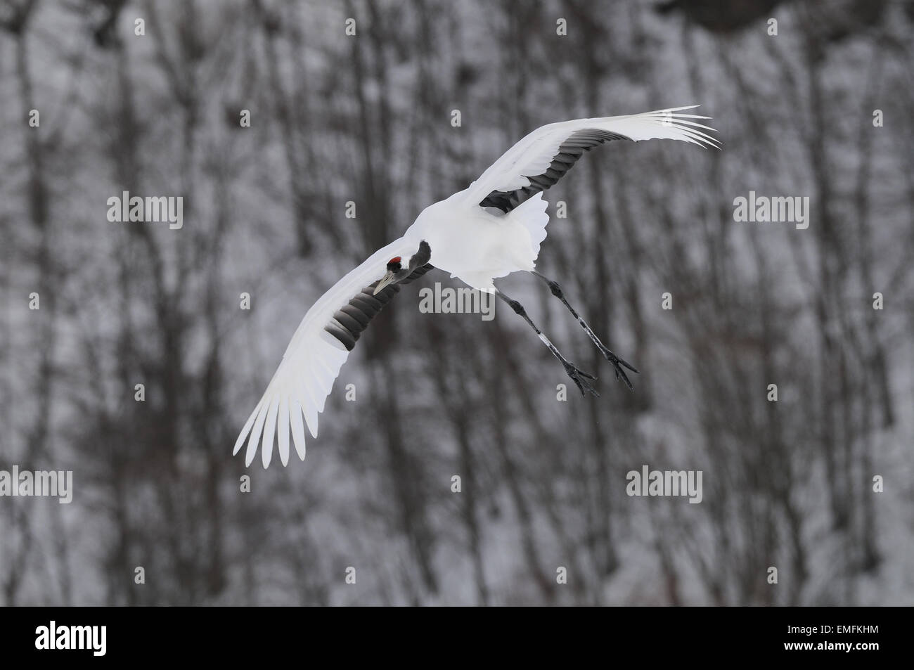 Kushiro japanese crane reserve hi-res stock photography and images - Alamy