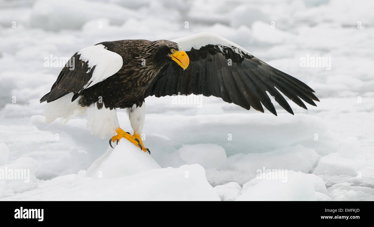 Steller's Sea Eagle on the drifting ice at Nemuro Strait a few miles ...