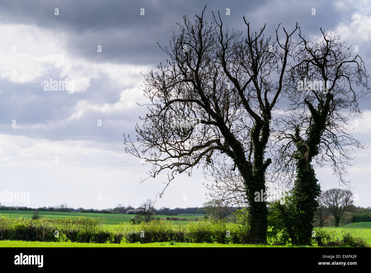 Yorkshire landscape - tree silhouettes against dramatic cloudy sky ...
