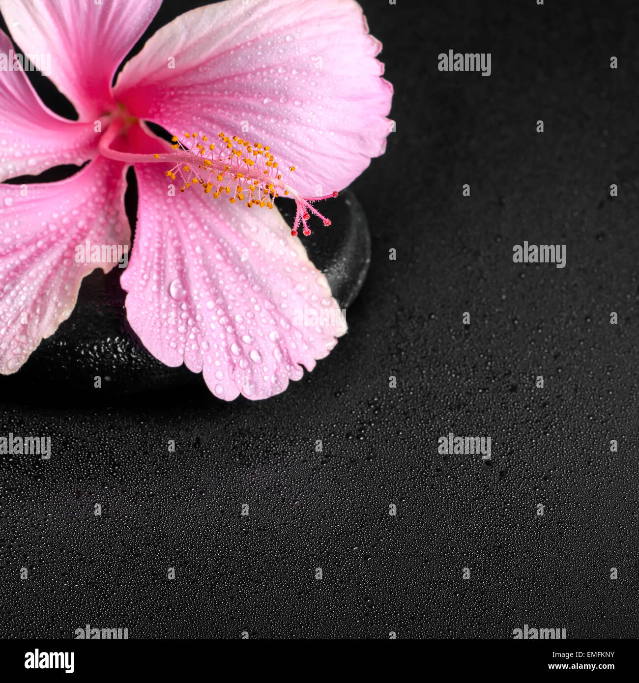 spa background of pink hibiscus flower on zen basalt stone with drops ...
