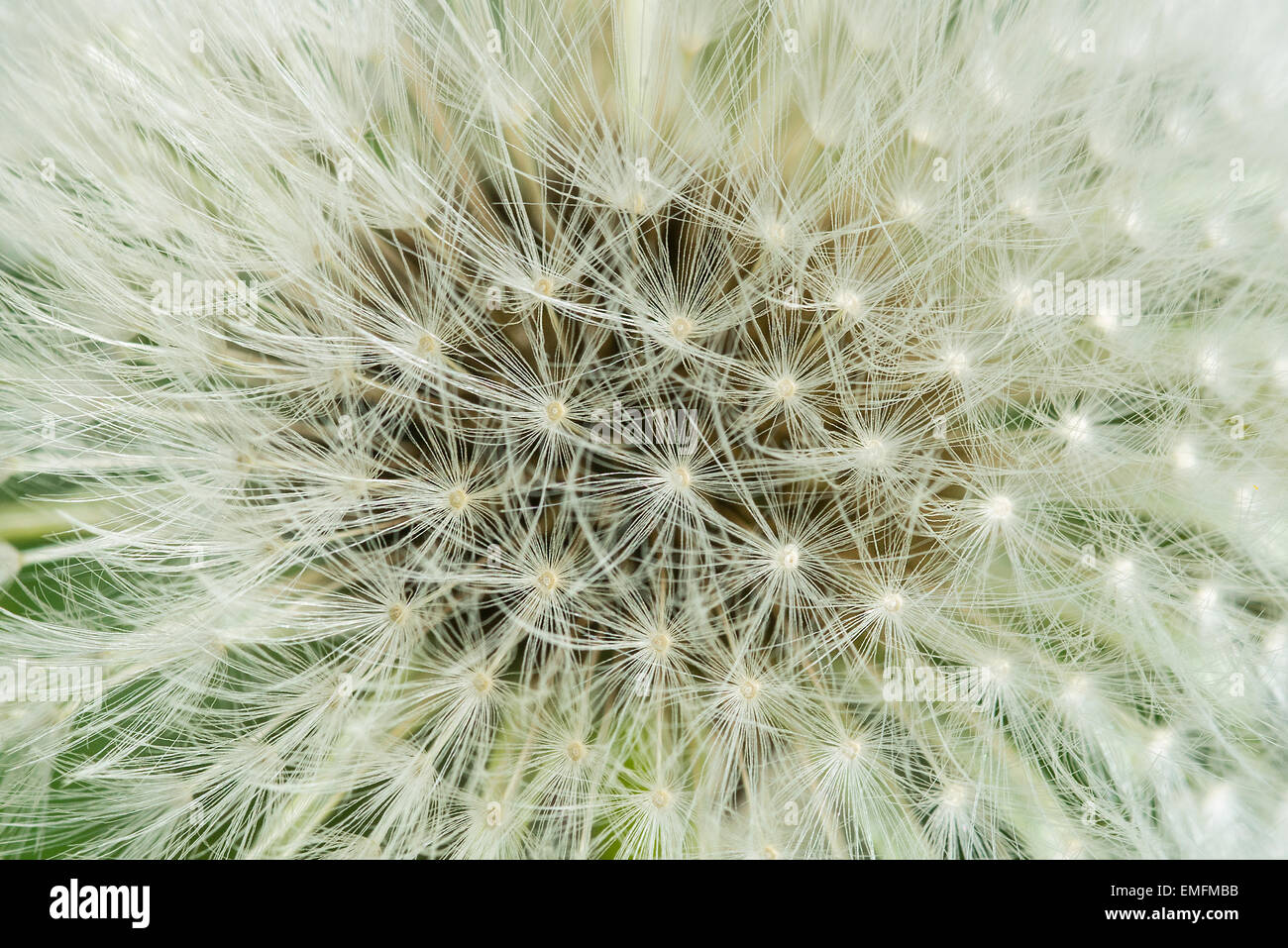 Taraxacum officinale dandelion weed seed head garden lawn pasture hi ...