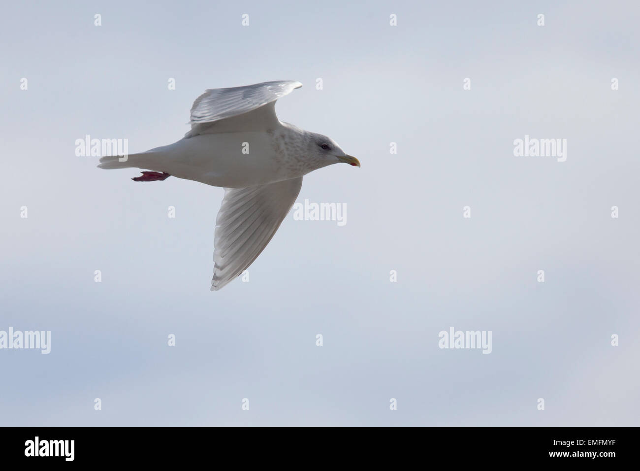 Kumlien's Gull, (a subspecies of Iceland Gull) adult in flight at ...