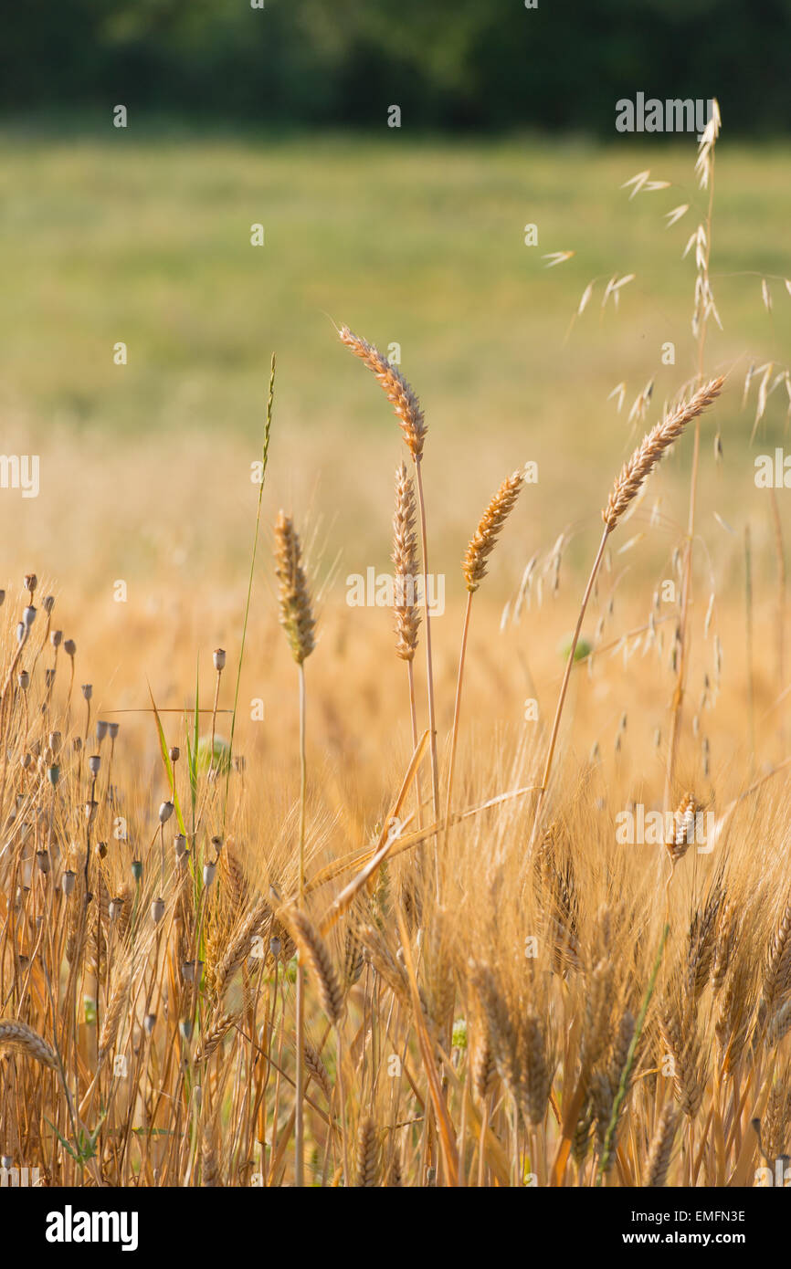 Grain field in summer with buds of poppies Stock Photo - Alamy