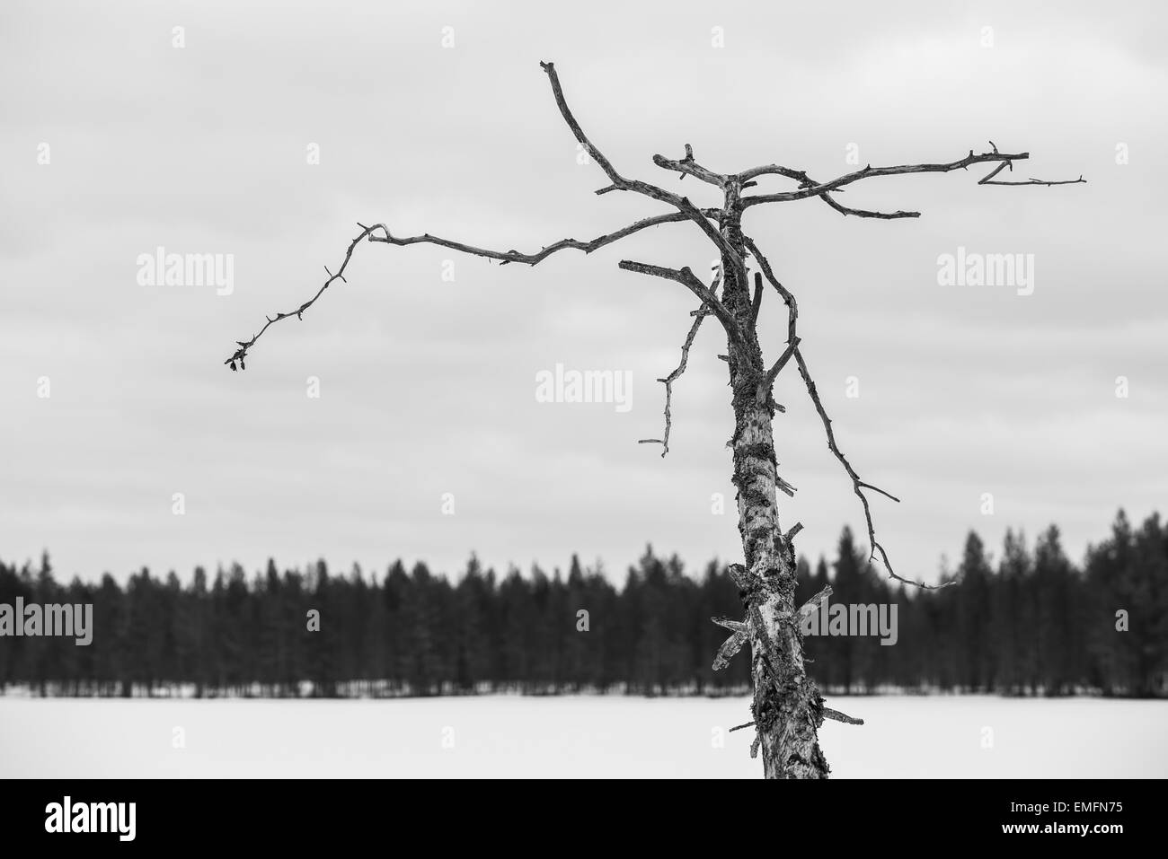 Dead tree in cloudy winter landscape Stock Photo - Alamy