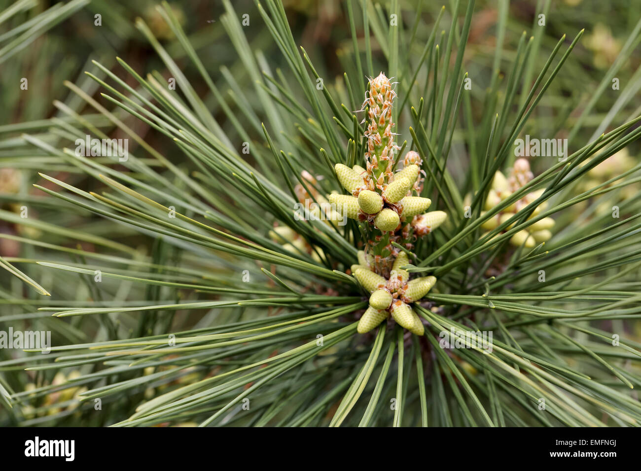 Pine seed growth hi-res stock photography and images - Alamy