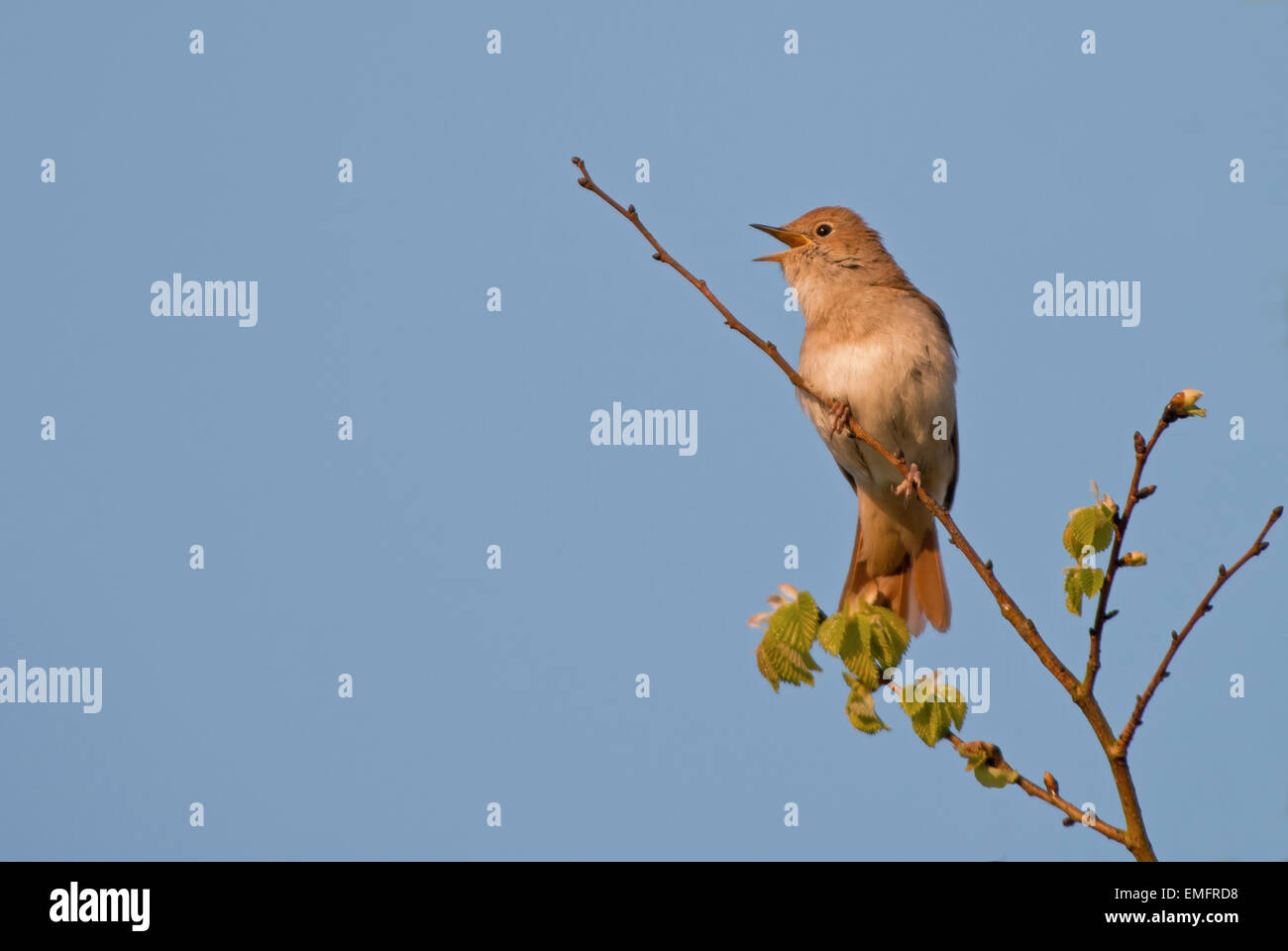 Blue Nightingale High Resolution Stock Photography and Images - Alamy