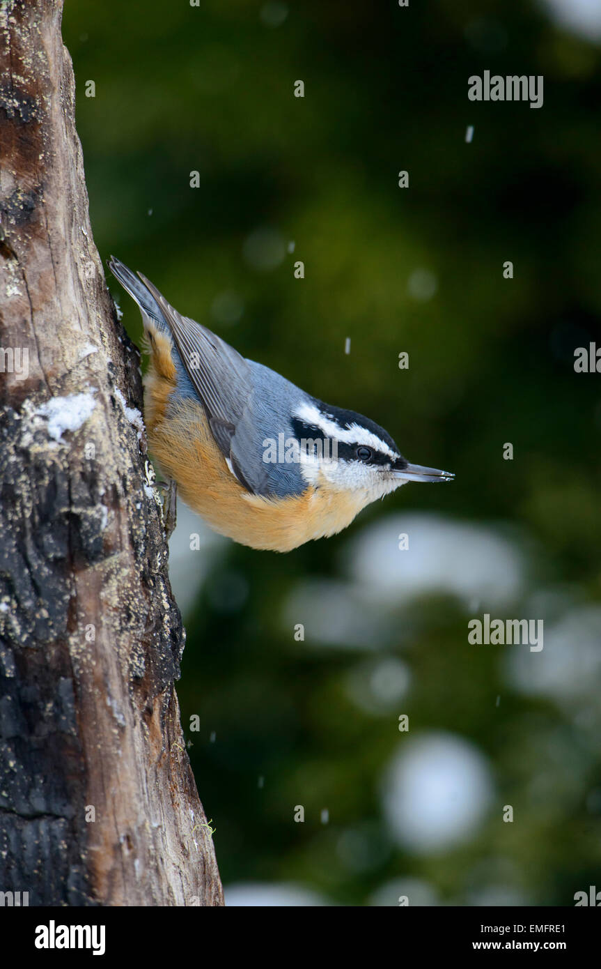 Sitta canadensis hi-res stock photography and images - Alamy