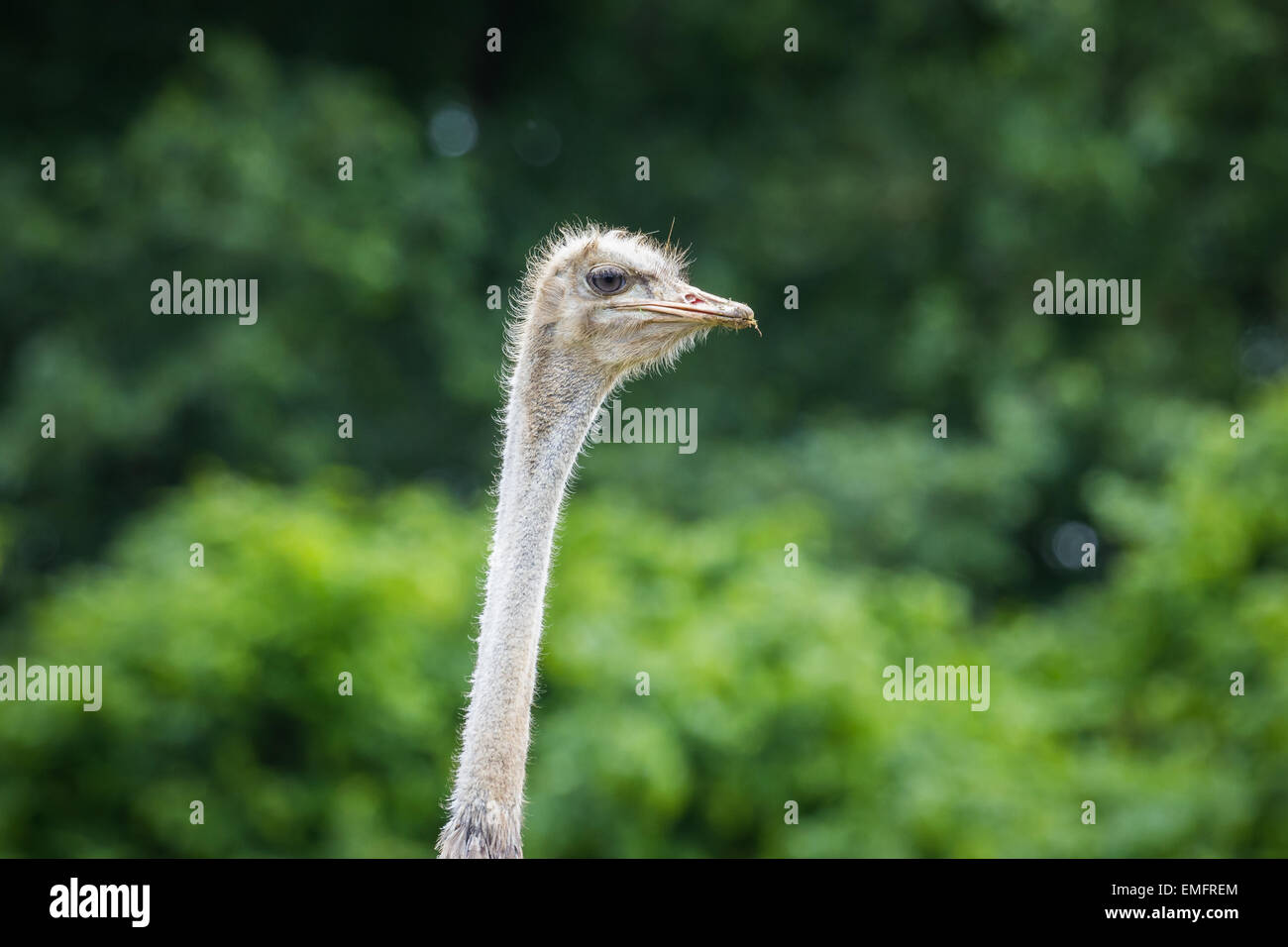 Portrait of the face and neck of a ostrich (Struthio camelus) side view ...