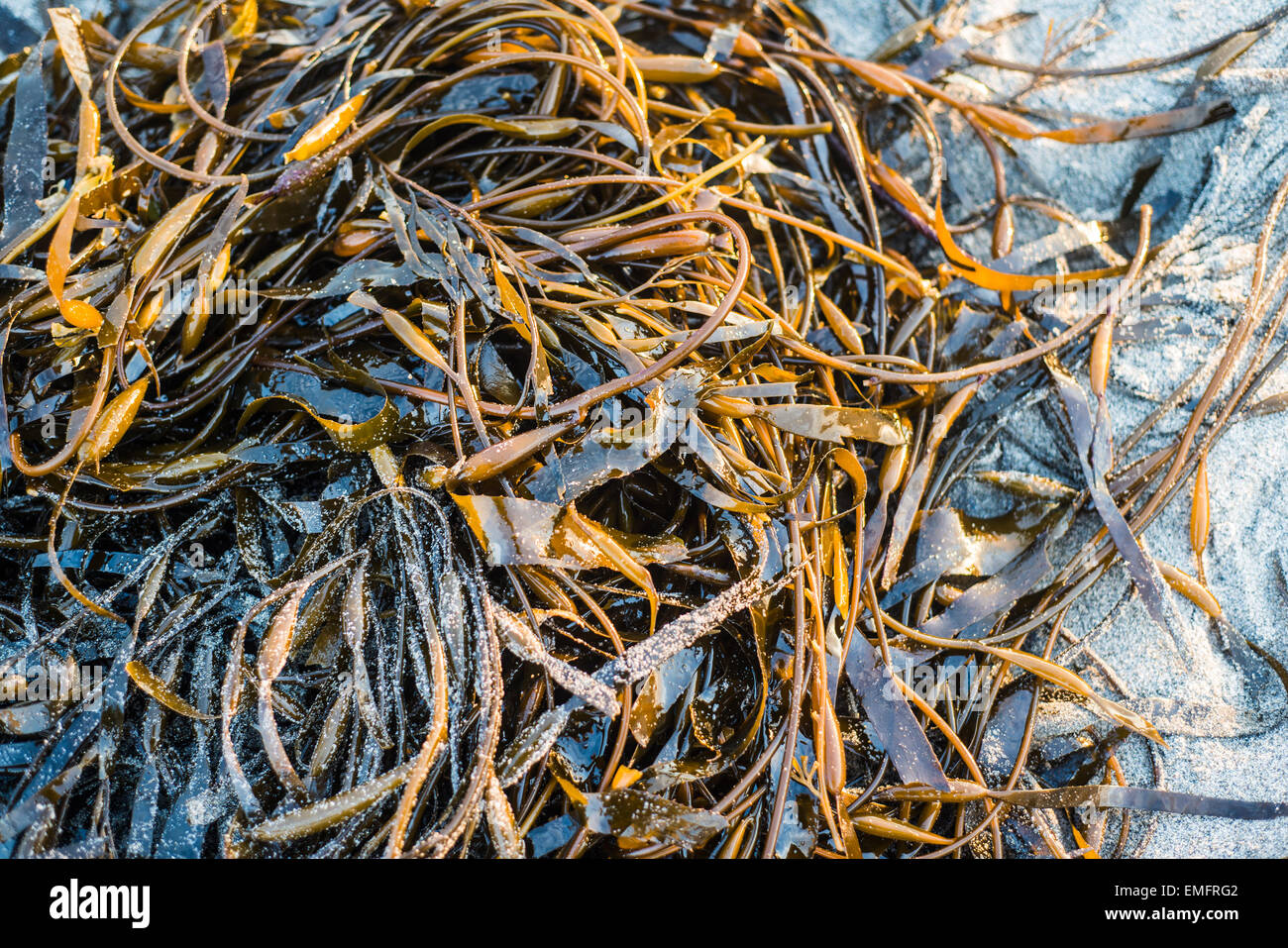 Kelp underwater seaweed hi-res stock photography and images - Alamy