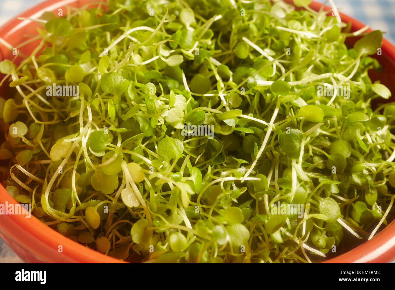 fresh micro cress Stock Photo - Alamy