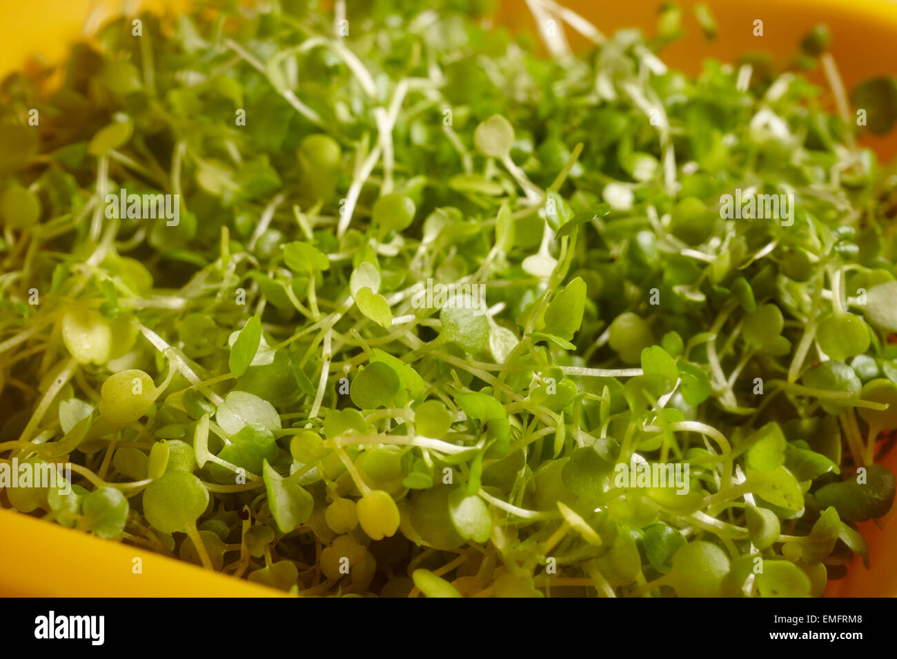 Micro leaves hi-res stock photography and images - Alamy