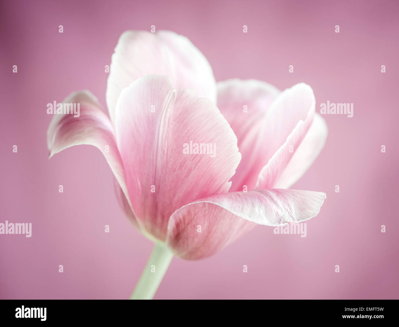 Pink tulip single flower hi-res stock photography and images - Alamy