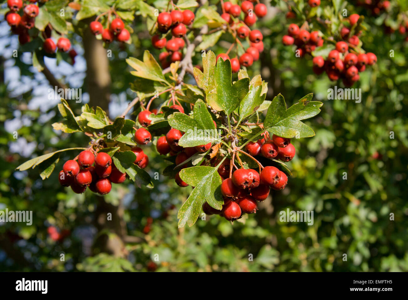 Half mature red sloe berries over green background, Badajoz, Spain ...