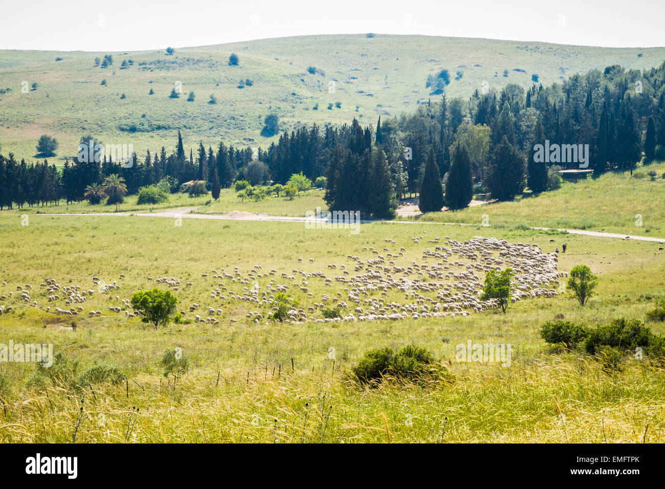 Beautiful photo of the valley in the spring in Israel Stock Photo - Alamy