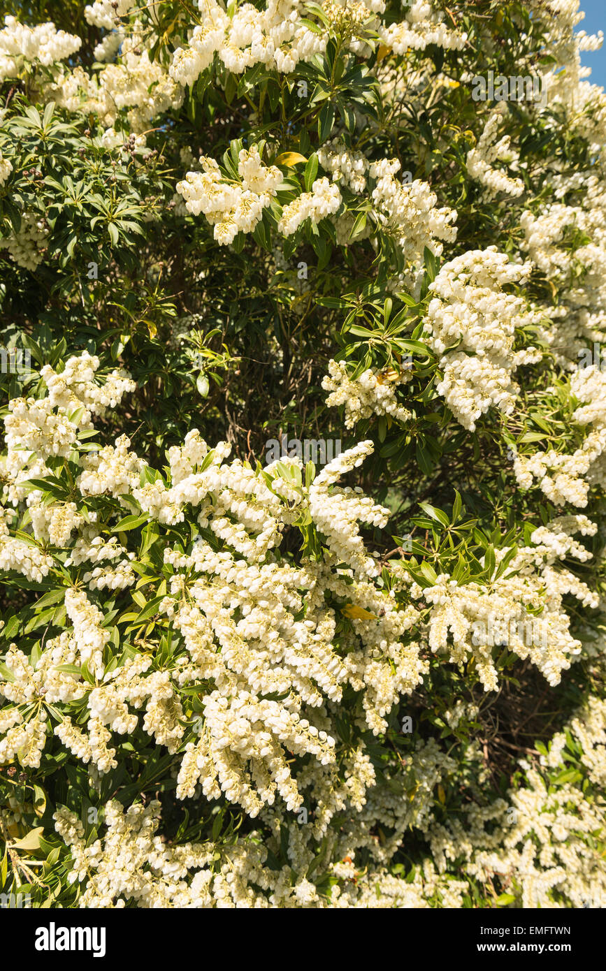 Small bell shaped flowers hi-res stock photography and images - Alamy