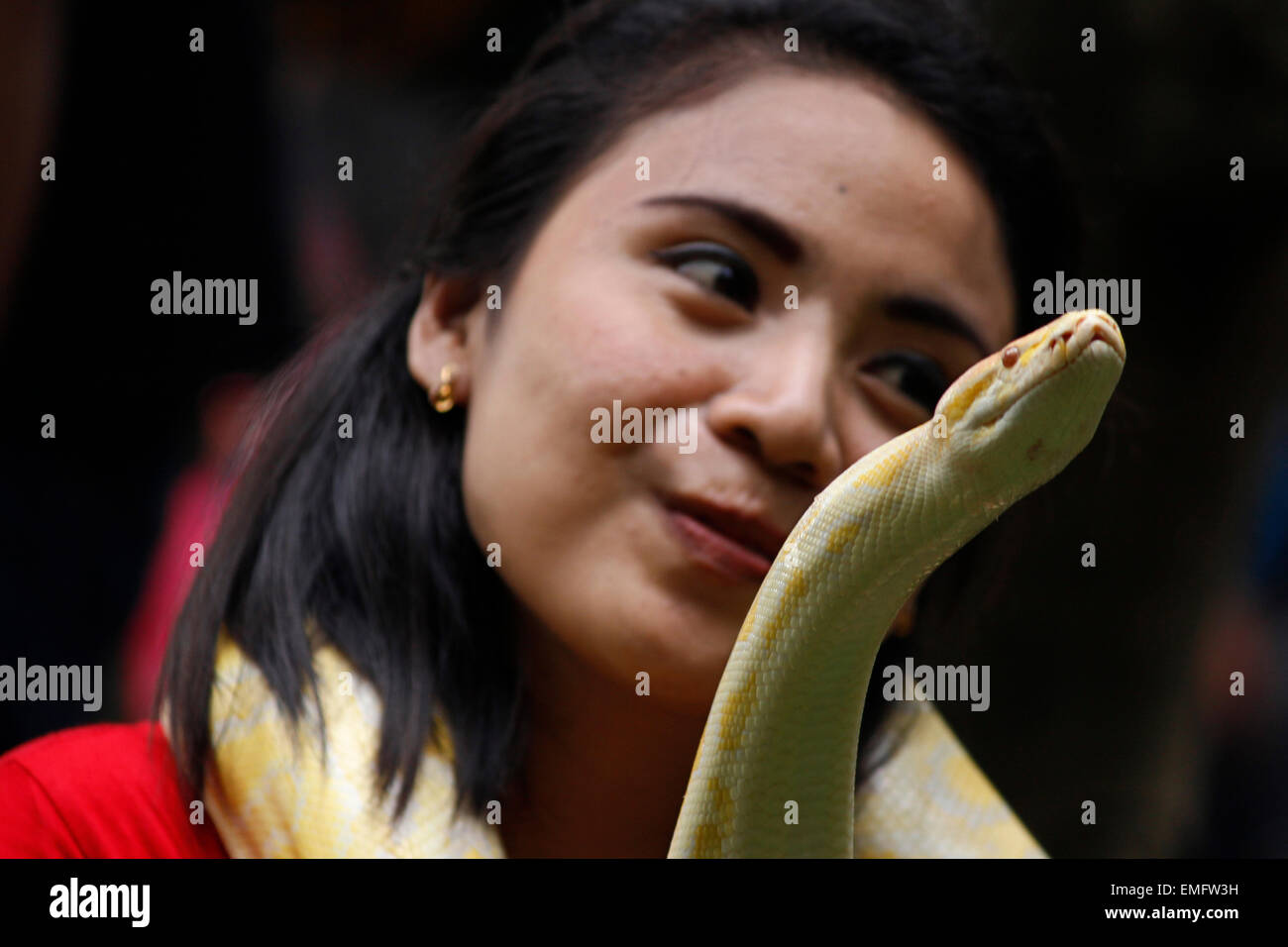 Python molurus indonesia hi-res stock photography and images - Alamy
