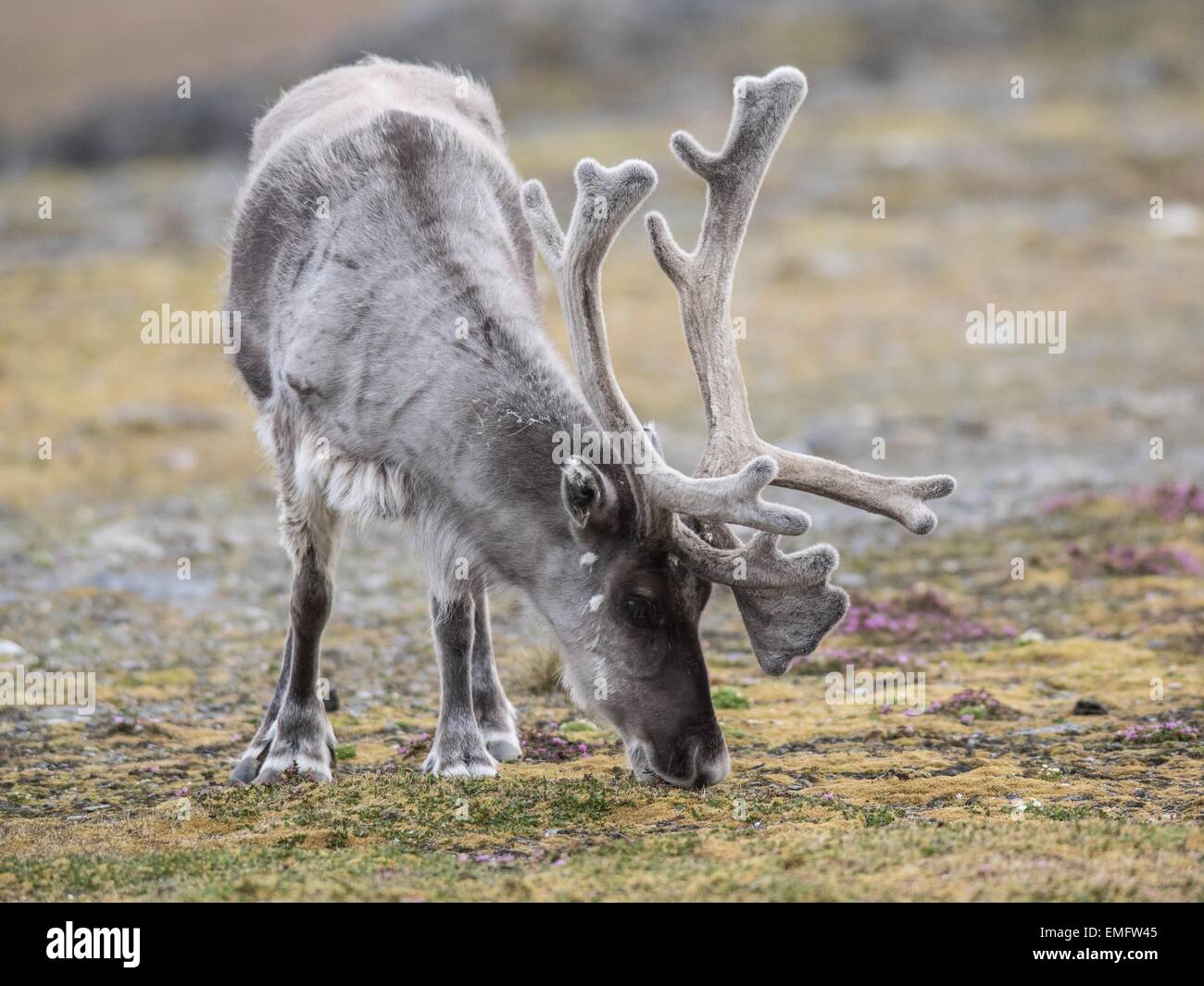 Wild Arctic reindeer in natural habitat Stock Photo - Alamy