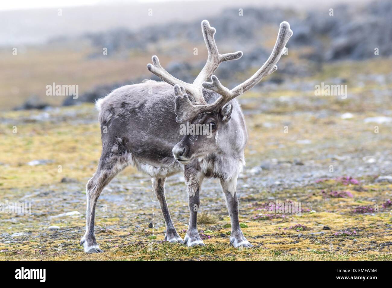 Wild Arctic reindeer in natural habitat Stock Photo - Alamy