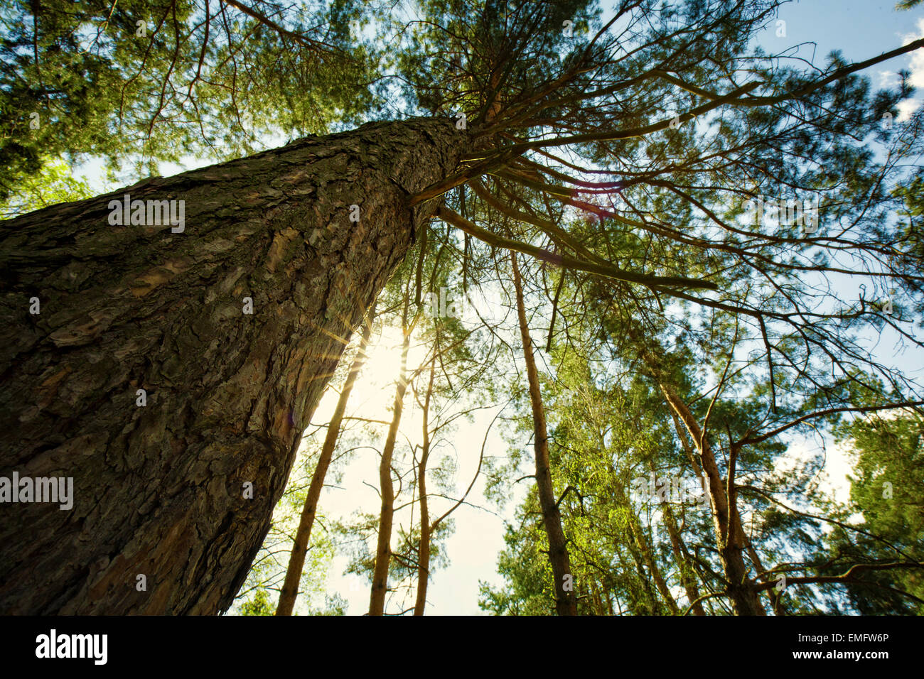 In the forest, abstract natural landscape for your design Stock Photo ...