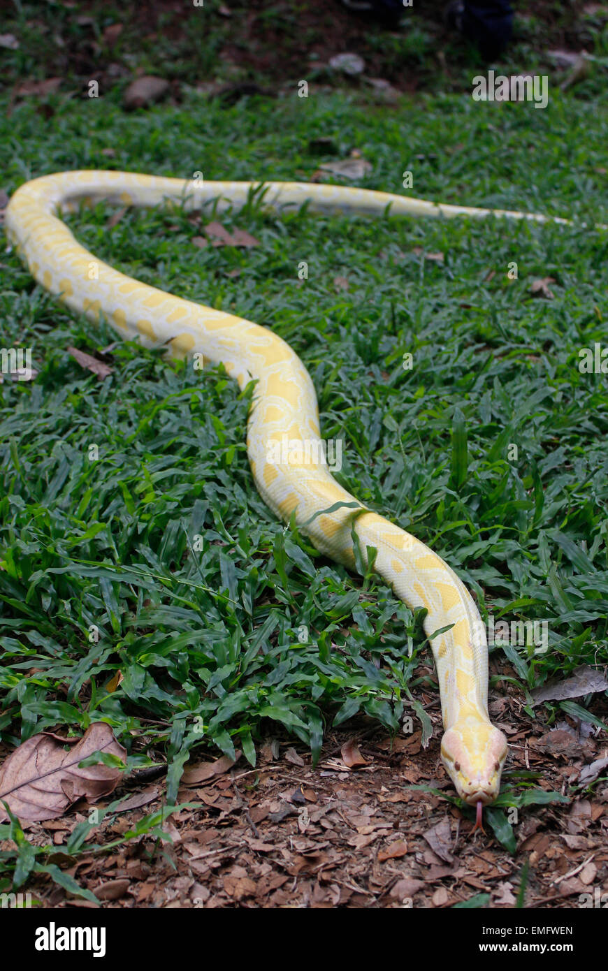 East Jakarta, Indonesia. 19th Apr, 2015. The member of the reptile ...