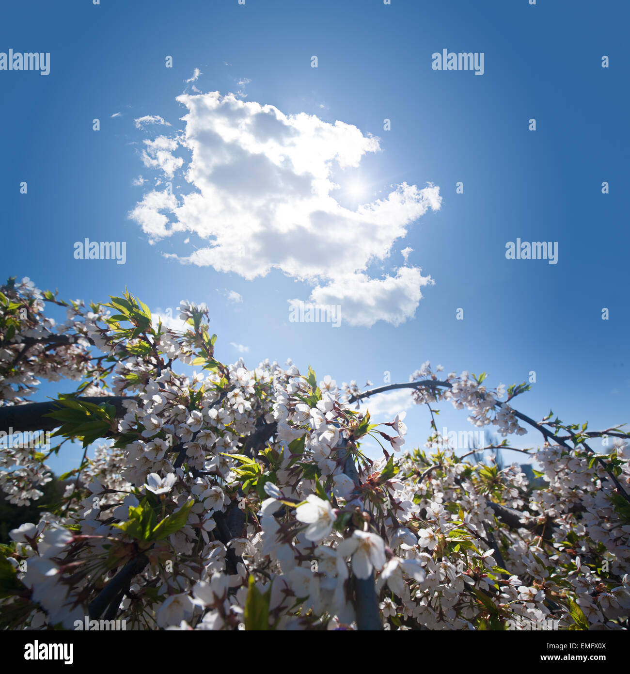 Spring gargen, abstract natural landscape for your design Stock Photo ...