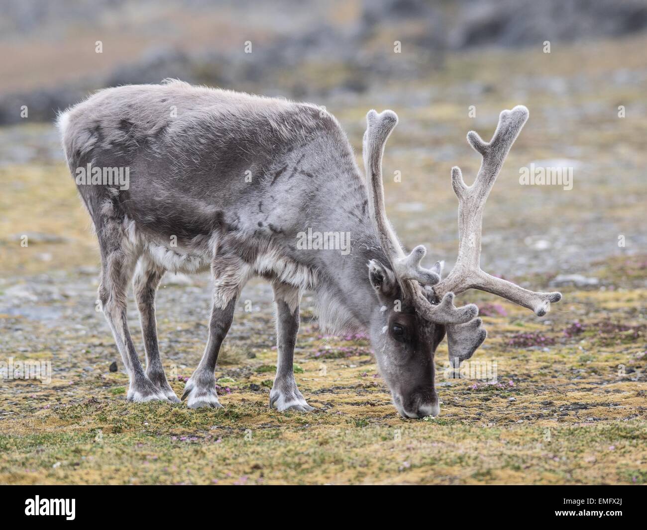 Wild Arctic reindeer in natural habitat Stock Photo - Alamy