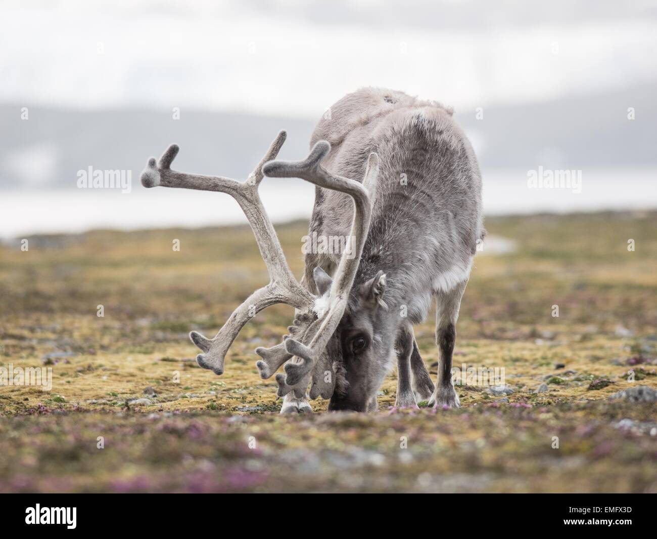 Wild Arctic reindeer in natural habitat Stock Photo - Alamy