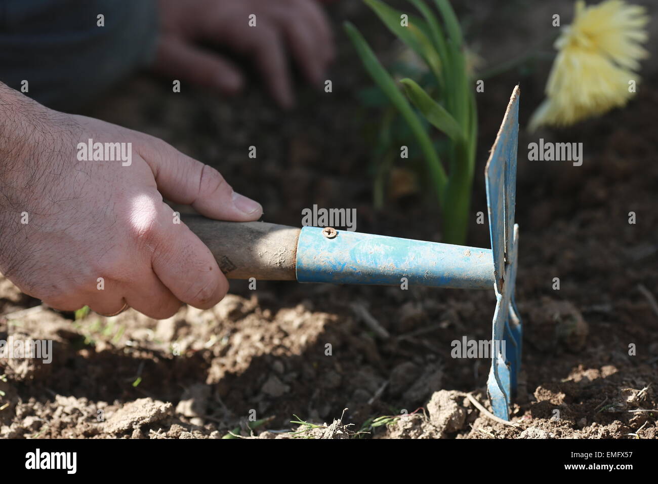 loosening the soil around the flower hoe Stock Photo - Alamy