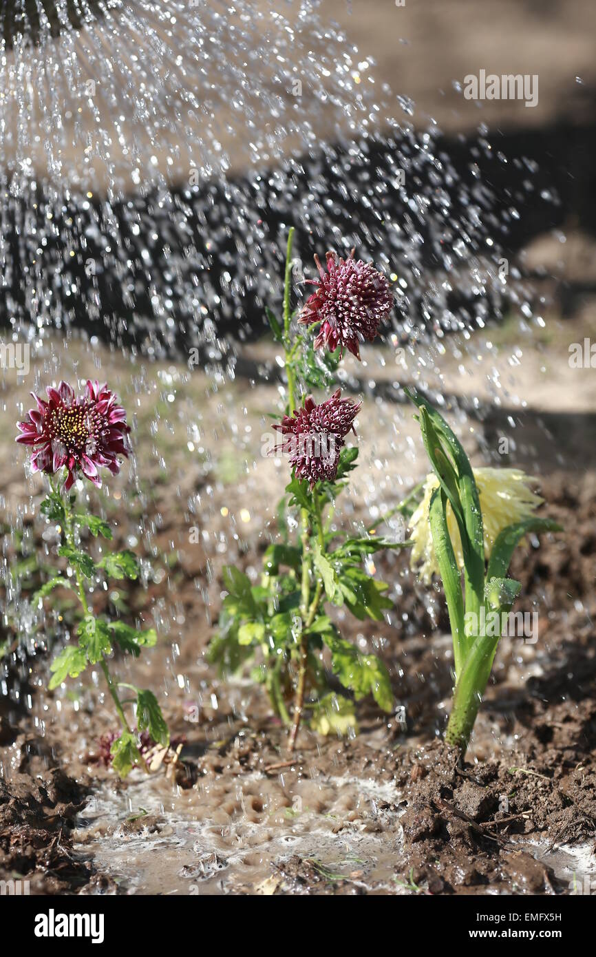 Watering flower plant hi-res stock photography and images - Alamy