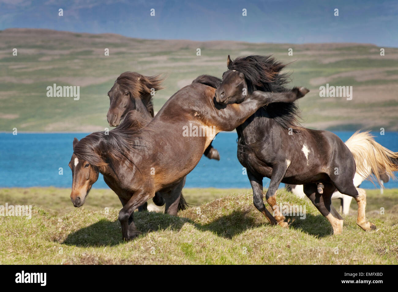 Violent fight summer hi-res stock photography and images - Alamy