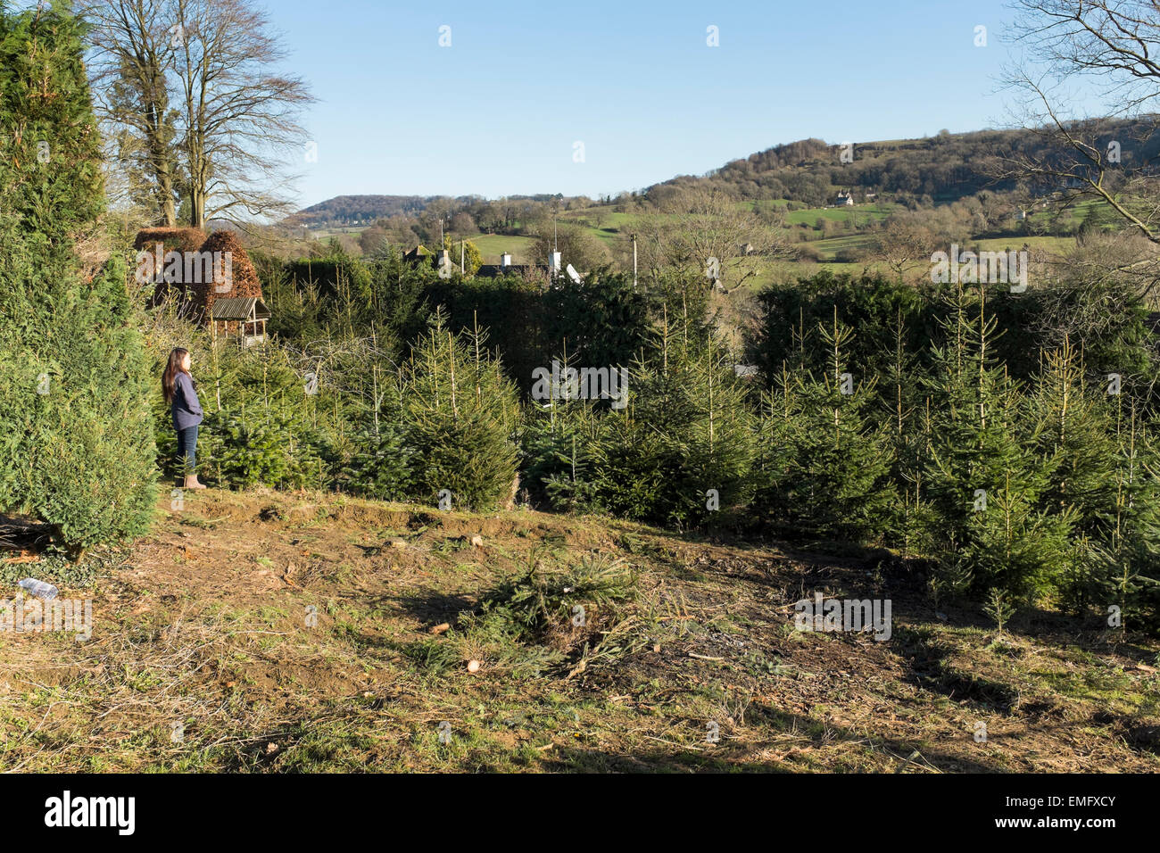 Farmed tree hi-res stock photography and images - Alamy